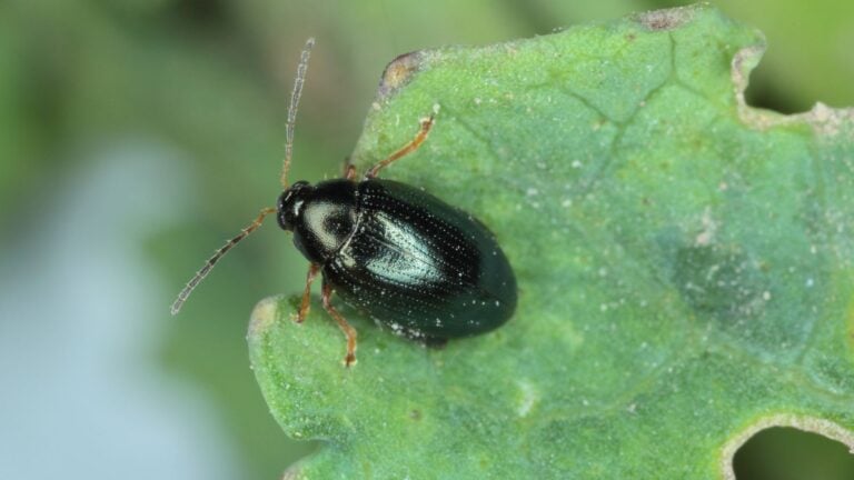 How to Identify and Get Rid of Flea Beetles
