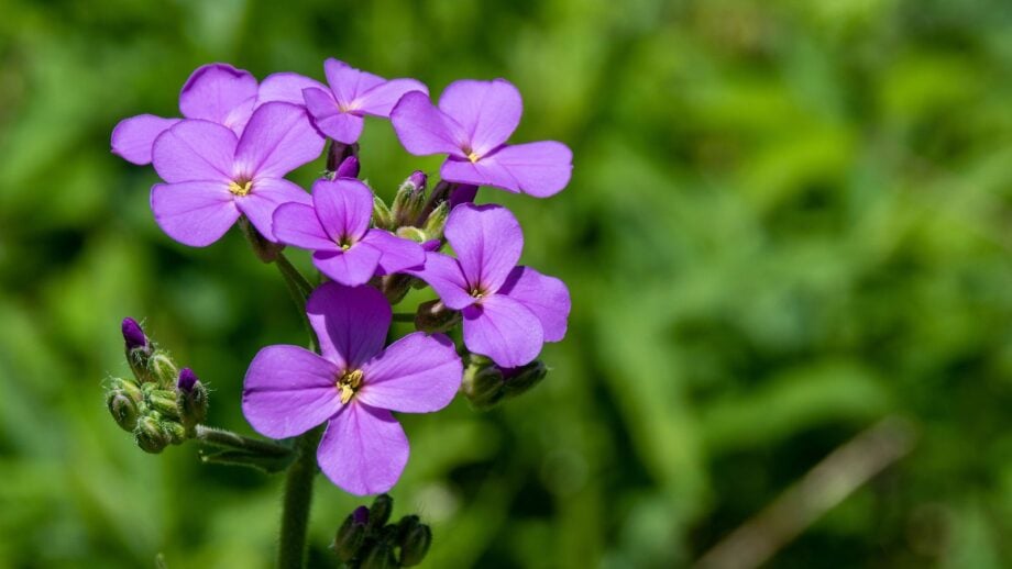 How to Plant, Grow, and Care for Dame’s Rocket