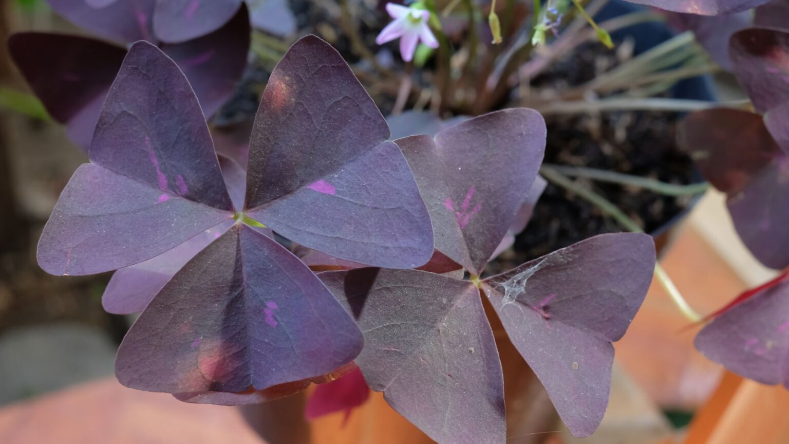 How to Plant, Grow, and Care for Oxalis Triangularis