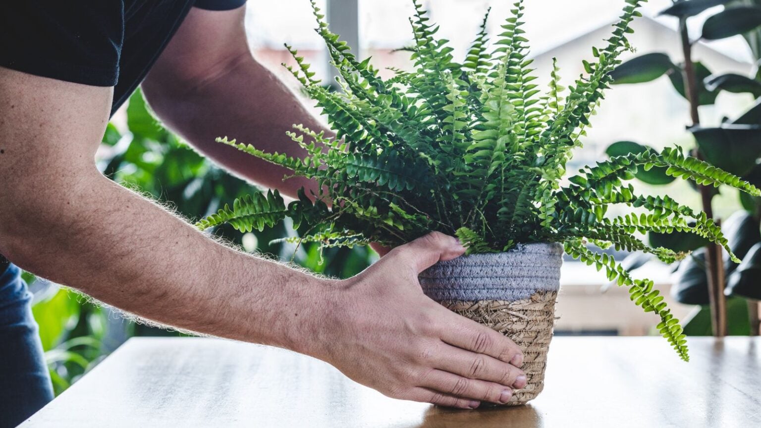 How to Plant, Grow, and care for Boston Ferns