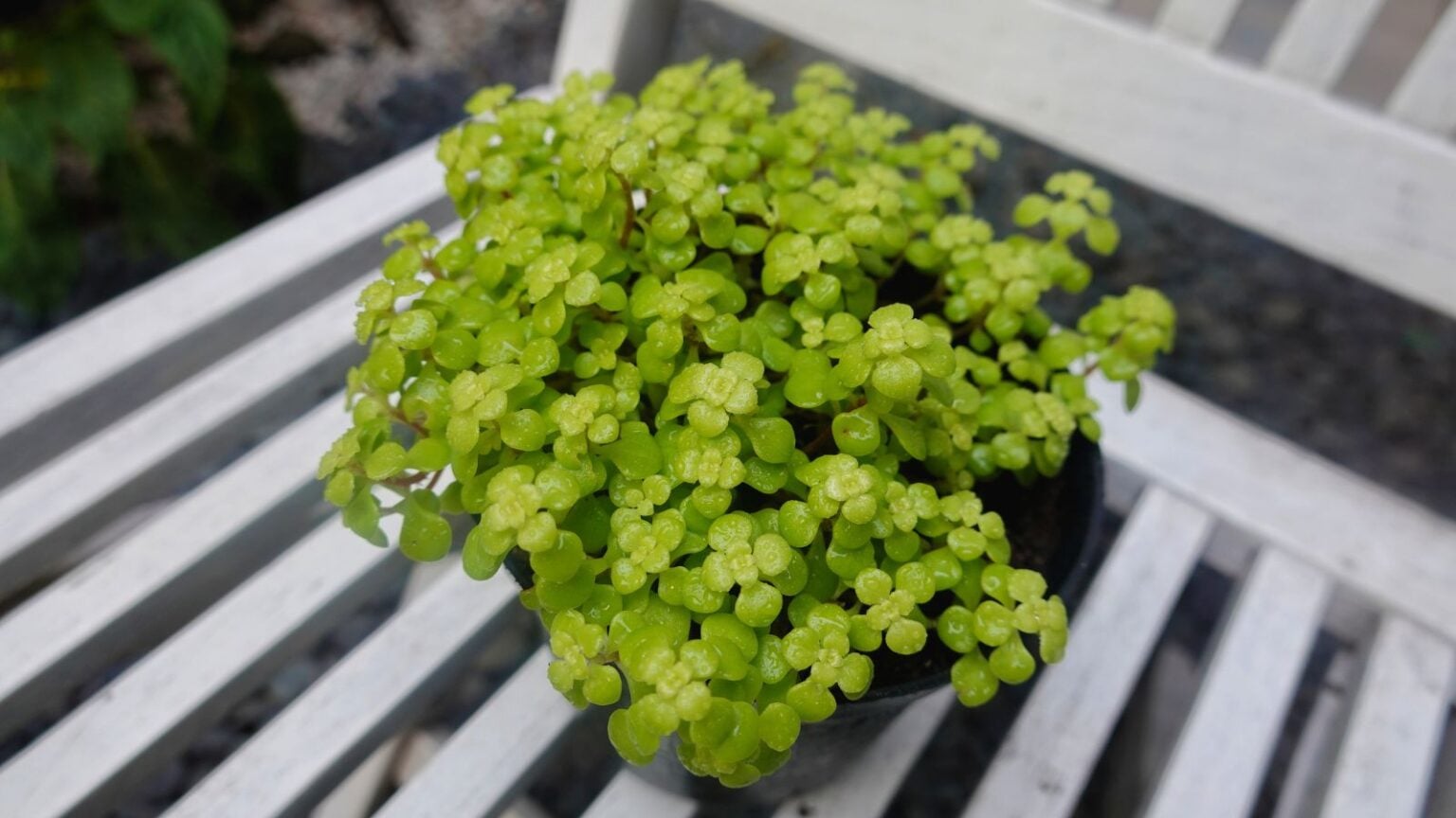 How to Plant, Grow, and Care for Baby Tears (Soleirolia Soleirolii)