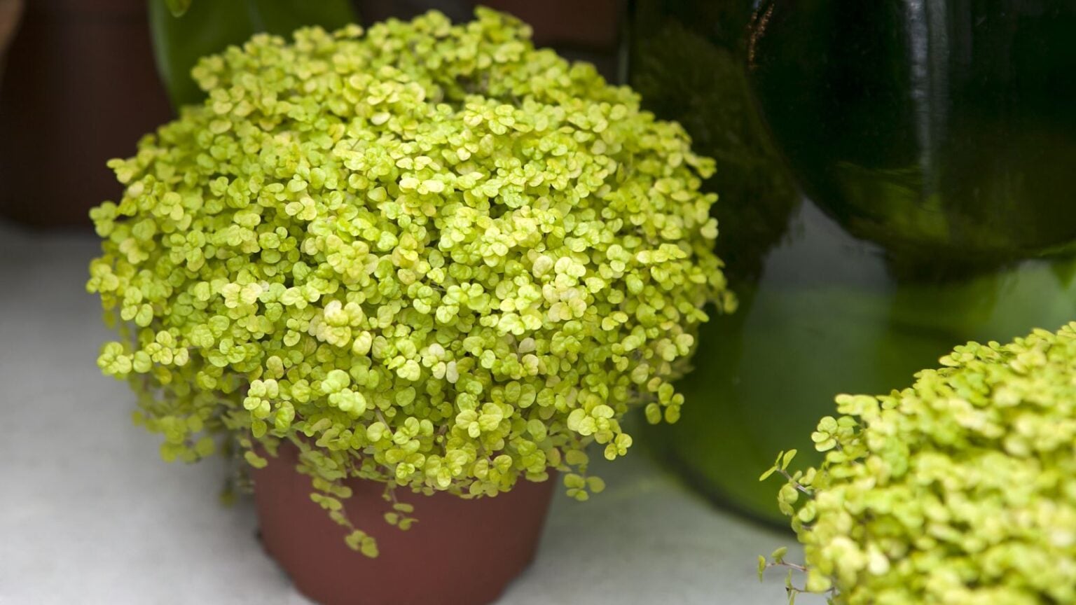 How to Plant, Grow, and Care for Baby Tears (Soleirolia Soleirolii)
