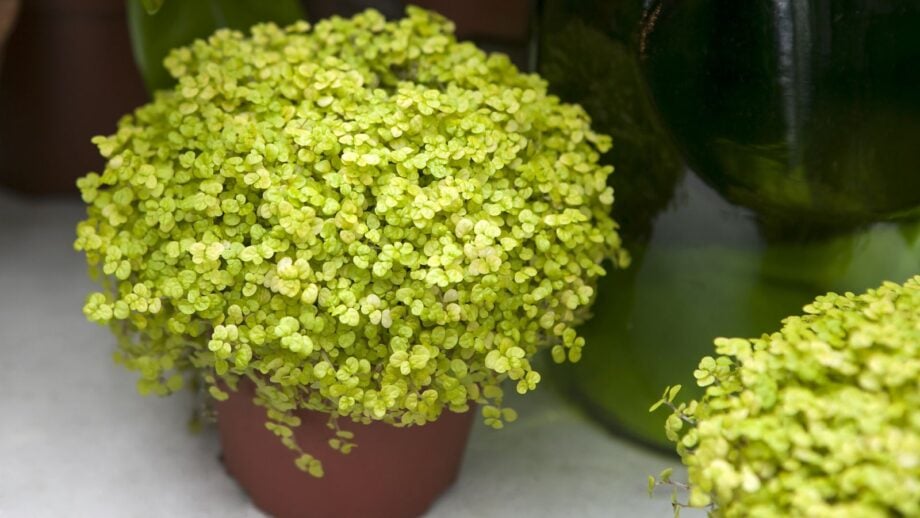 How to Plant, Grow, and Care for Baby Tears (Soleirolia Soleirolii)