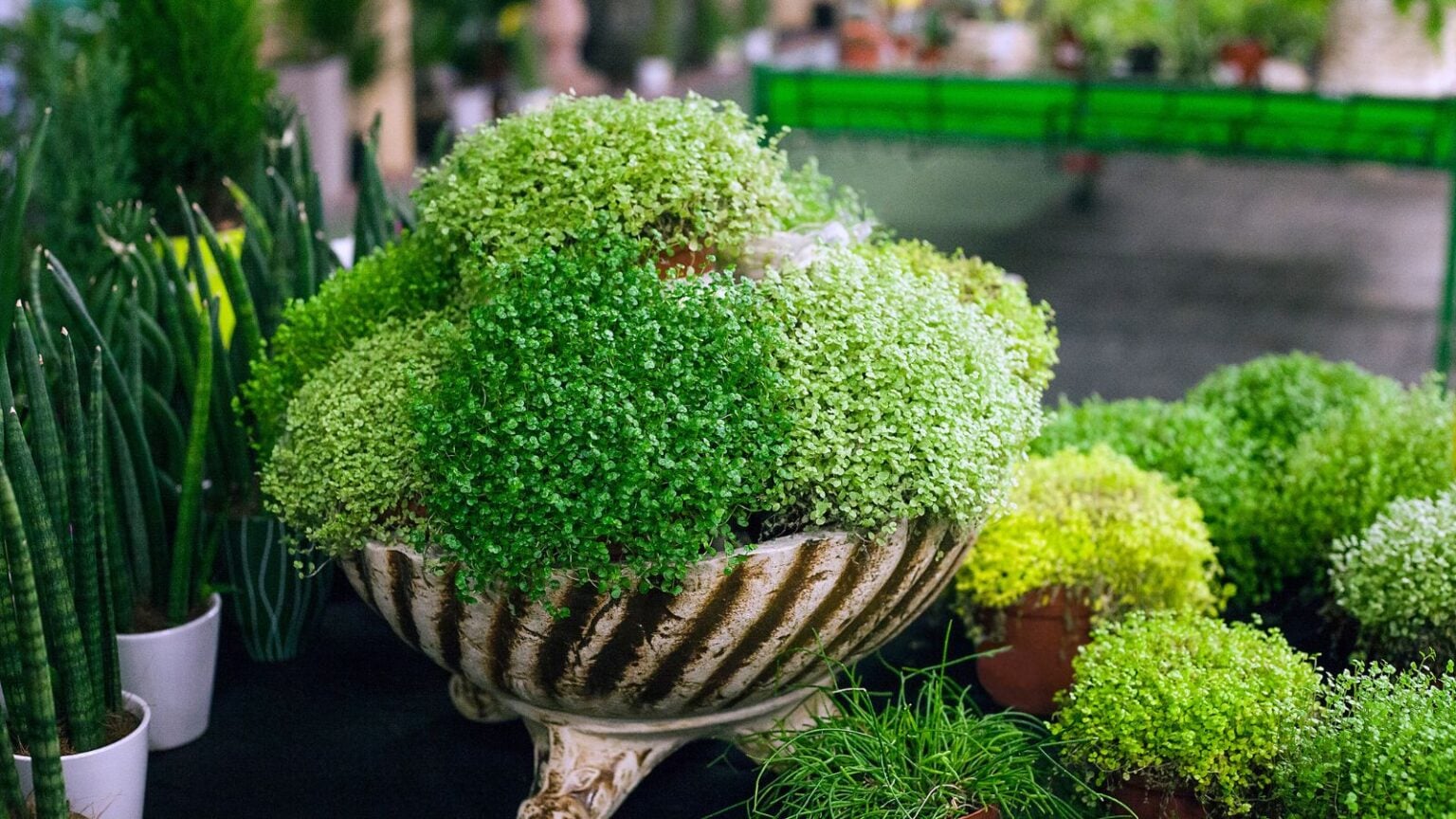 How to Plant, Grow, and Care for Baby Tears (Soleirolia Soleirolii)