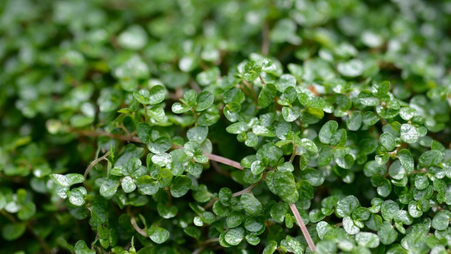How to Plant, Grow, and Care for Baby Tears (Soleirolia Soleirolii)