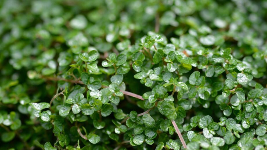 How to Plant, Grow, and Care for Baby Tears (Soleirolia Soleirolii)