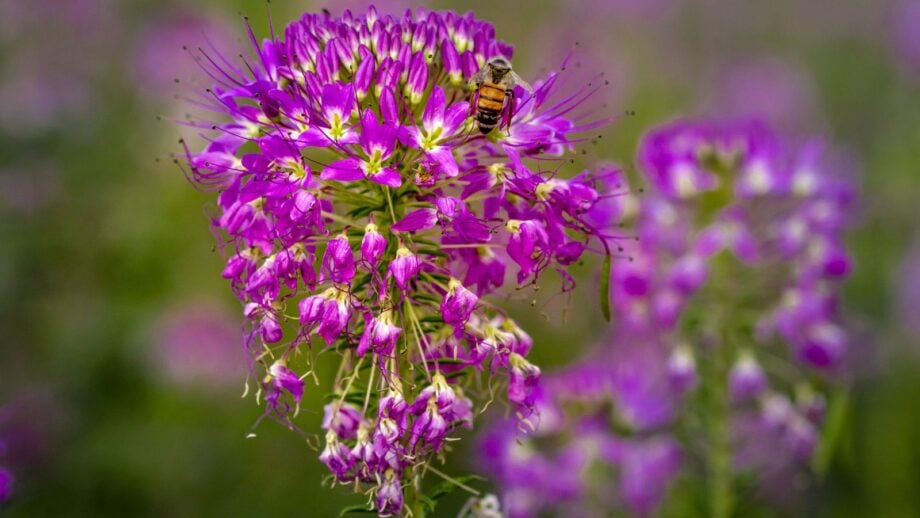 How to Plant, Grow, and Care for Rocky Mountain Bee