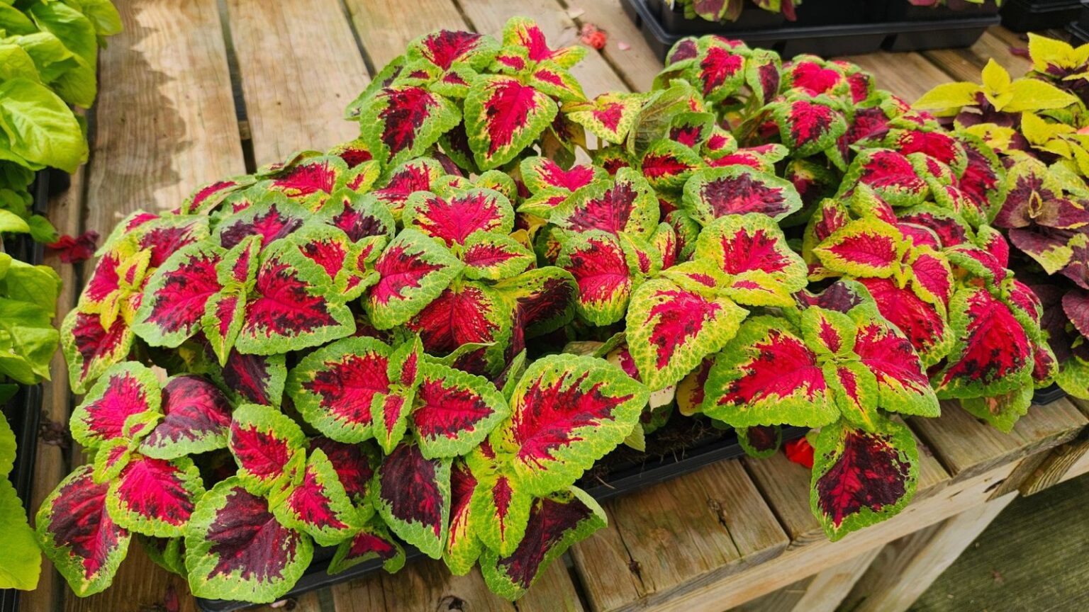 7 Coleus Pruning Tips for Big, Bushy Plants