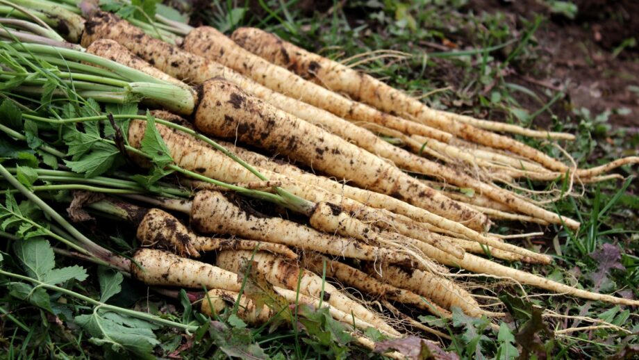 13 Delicious Root Vegetables You Should Grow This Year