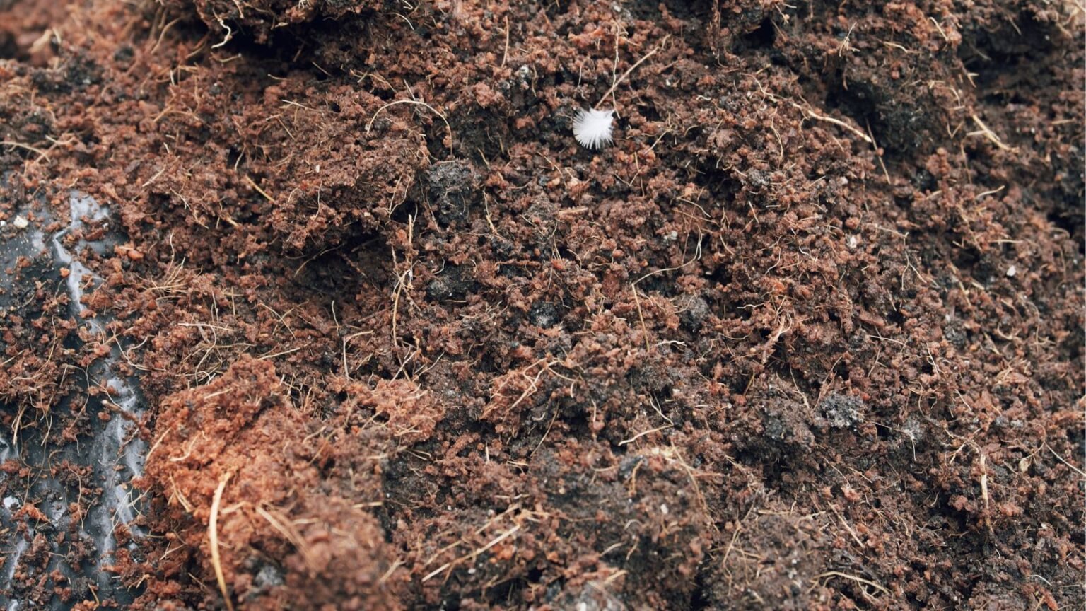 What is Coco Coir and How to Use it