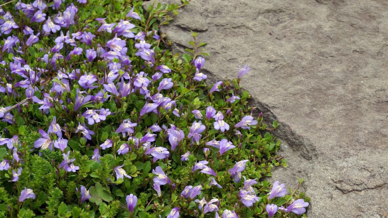 How to Plant, Grow, and Care for Mazus Reptans