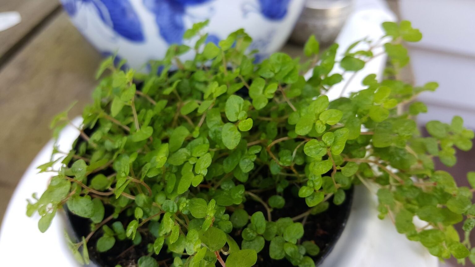 How to Plant, Grow, and Care for Baby Tears (Soleirolia Soleirolii)