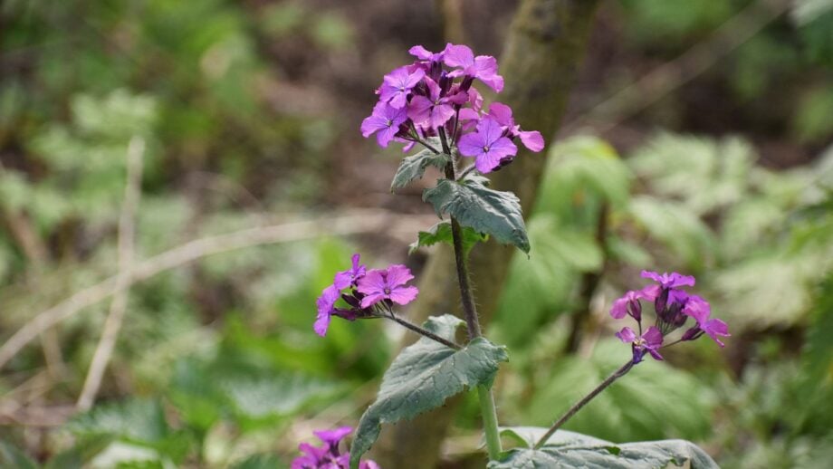 How to Plant, Grow, and Care for Dame’s Rocket