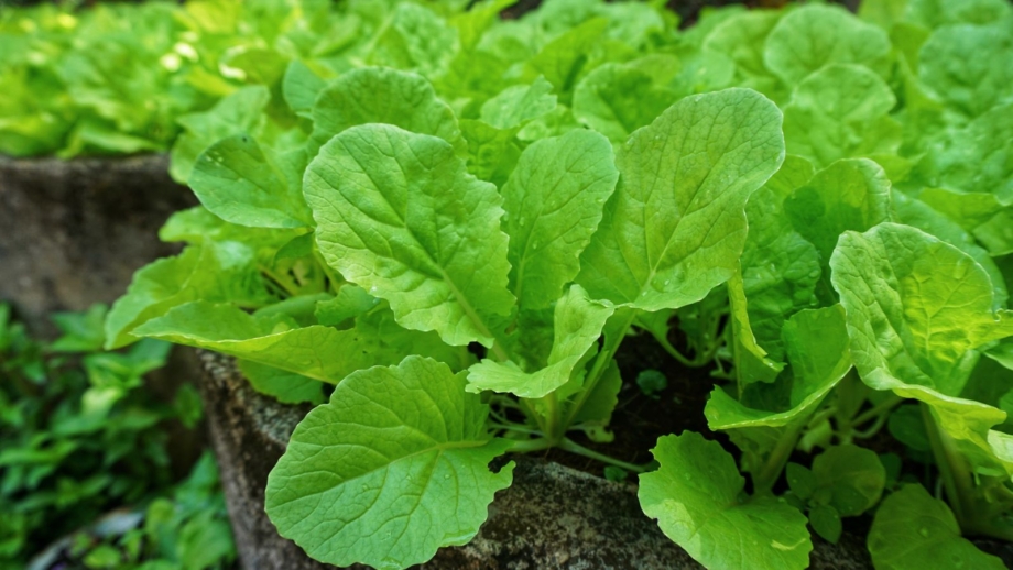 9 Tips for Growing and Harvesting the Tastiest Turnip Greens