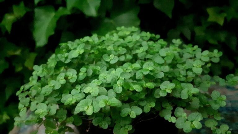 How to Plant, Grow, and Care for Baby Tears (Soleirolia Soleirolii)