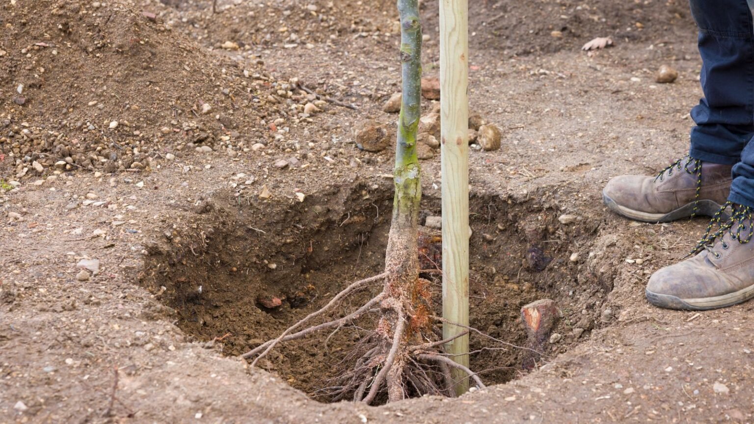 How to Stake A Tree in 5 Easy Steps