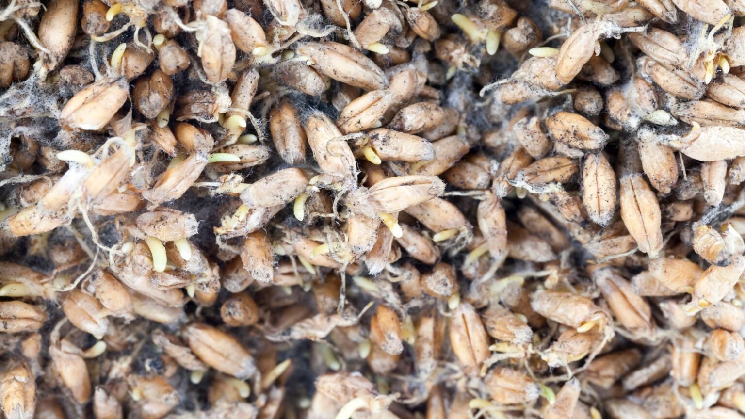 Seeds Not Germinating? 12 Reasons Why and How to Fix It