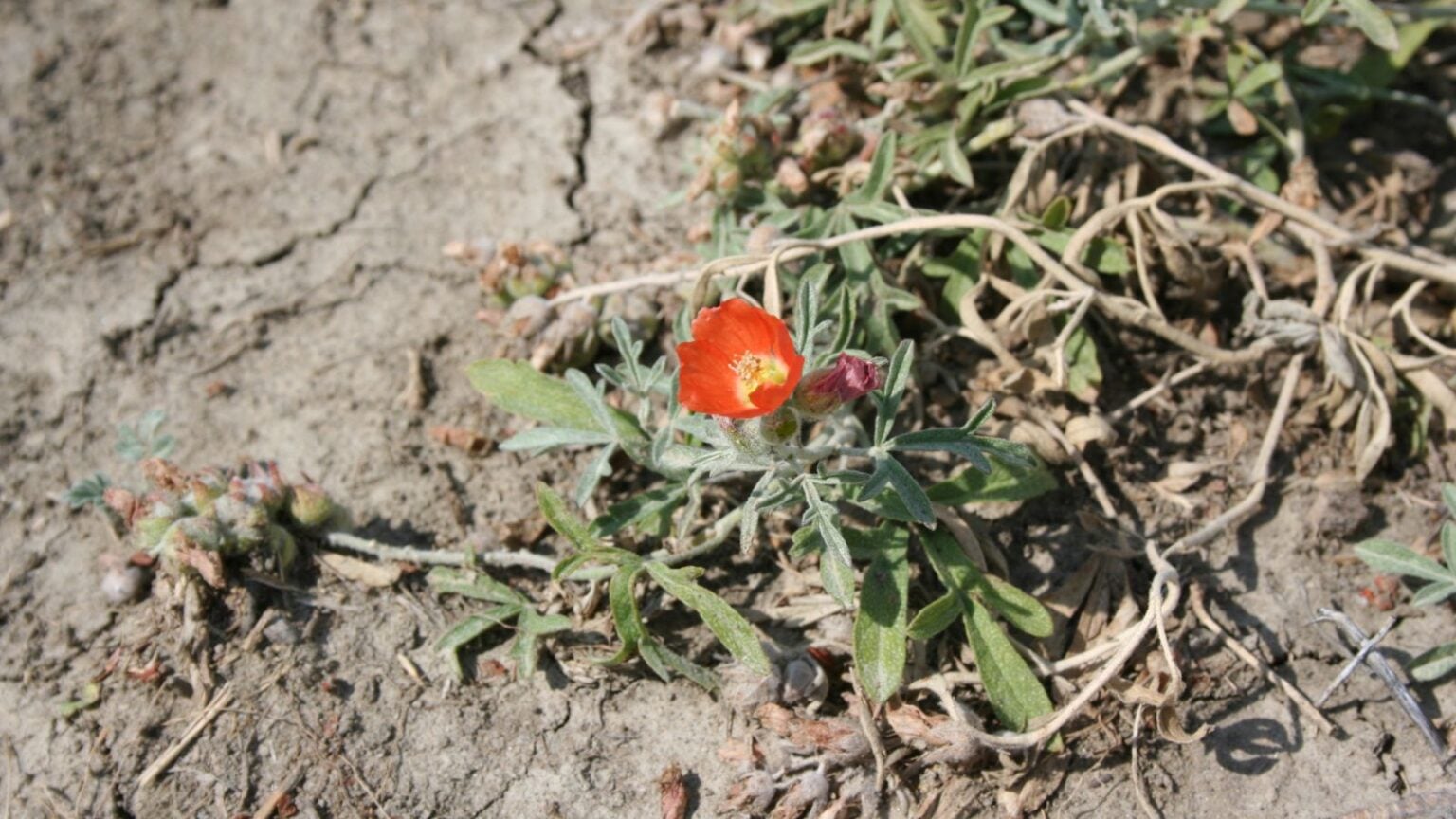 How to Plant, Grow, and Care for Scarlet Globemallow