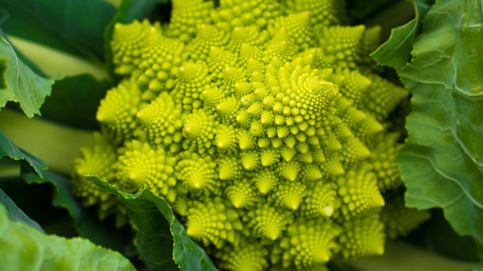How to Plant, Grow, and Care for Romanesco Broccoli (Roman Cauliflower)