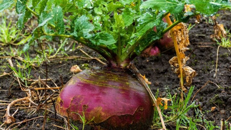 How to Plant, Grow, and Care for Rutabaga