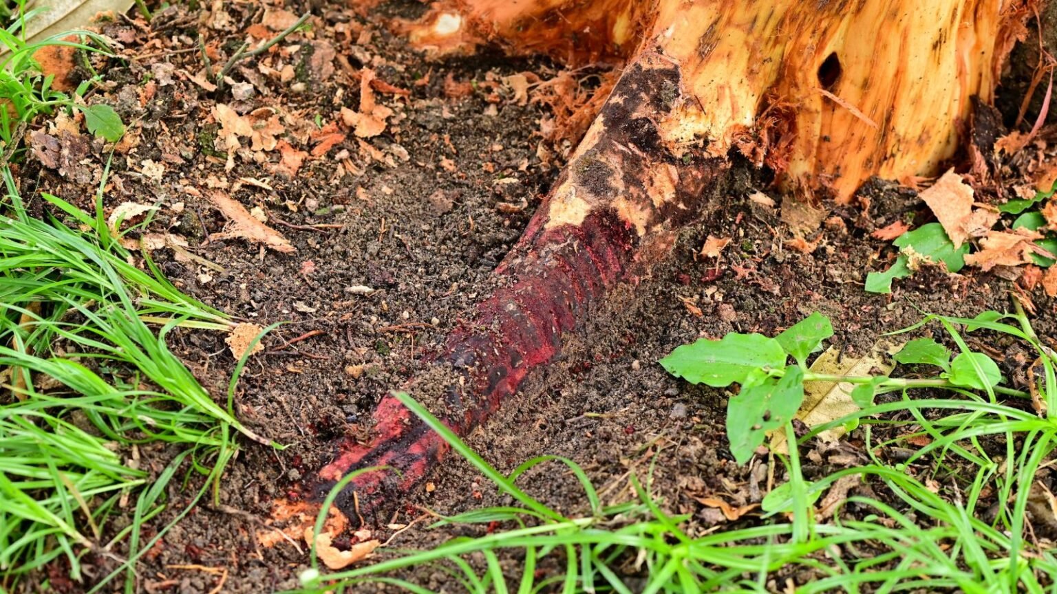 15 Plum Tree Diseases To Watch Out For and How to Prevent Them