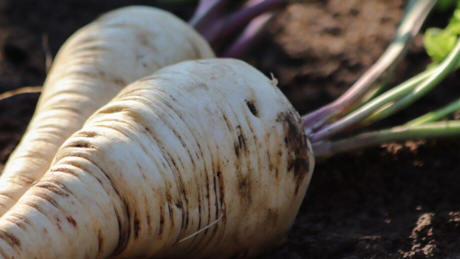 11 Parsnip Growing Problems to Watch for this Season
