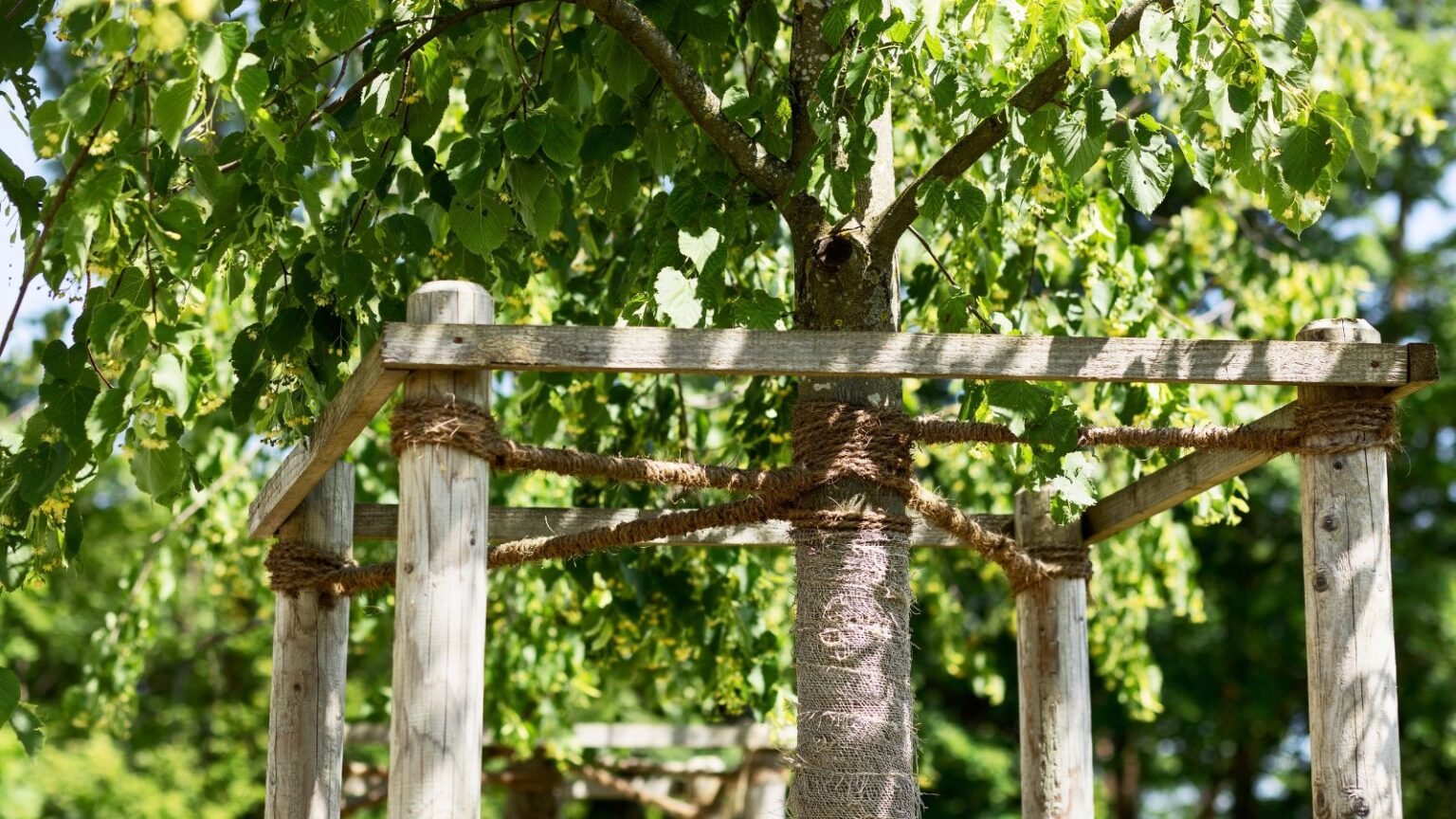 How to Stake A Tree in 5 Easy Steps