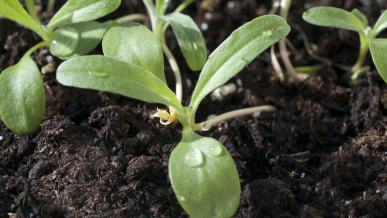How to Plant, Grow, and Care for Bachelor's Buttons