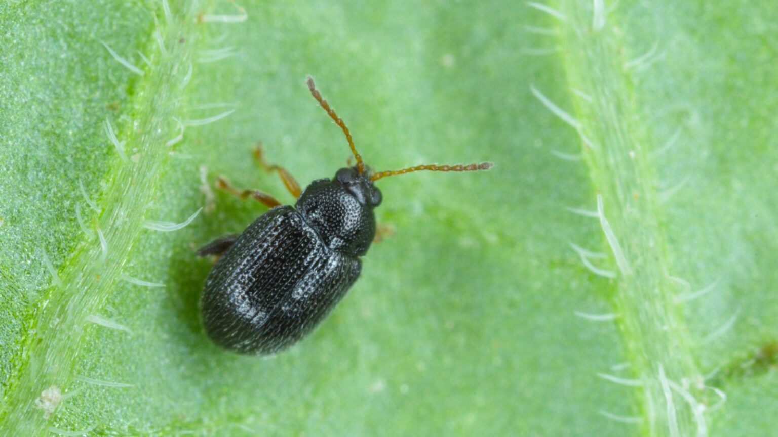 How to Identify and Get Rid of Flea Beetles