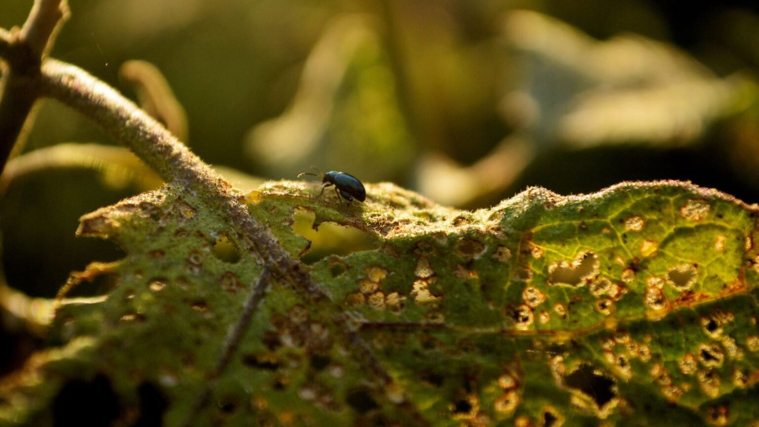 How to Identify and Get Rid of Flea Beetles