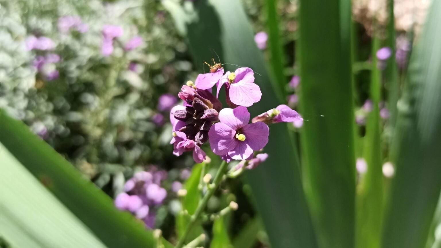 How to Plant, Grow, and Care for Dame’s Rocket