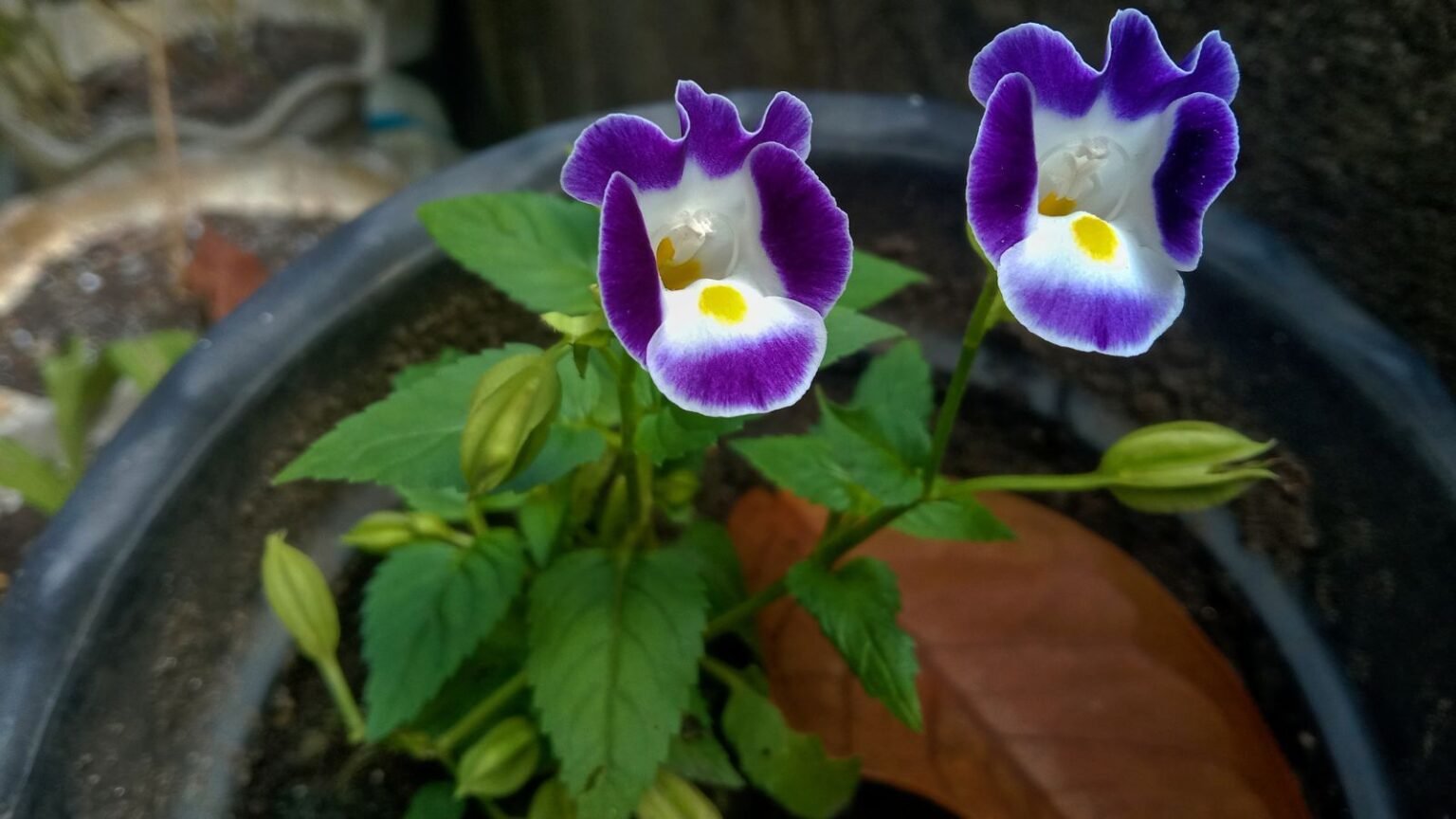 How to Plant, Grow, and Care for Torenia