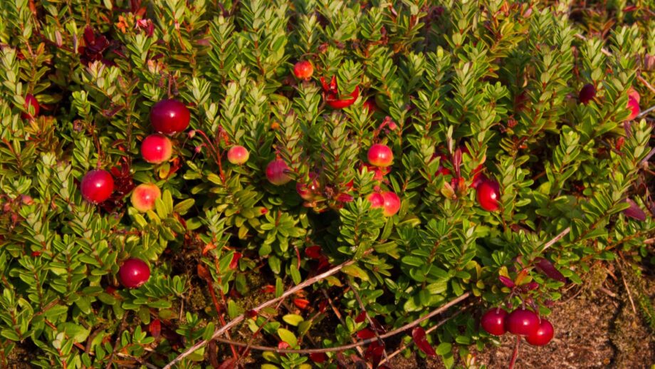 Can you Grow Cranberries in the Home Garden?