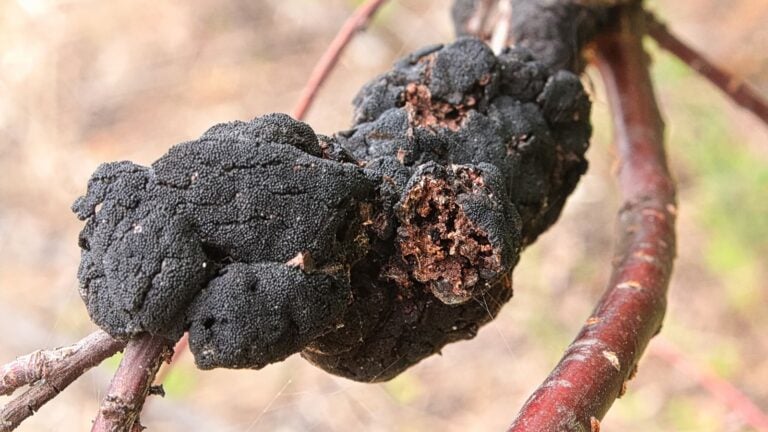 15 Plum Tree Diseases To Watch Out For and How to Prevent Them