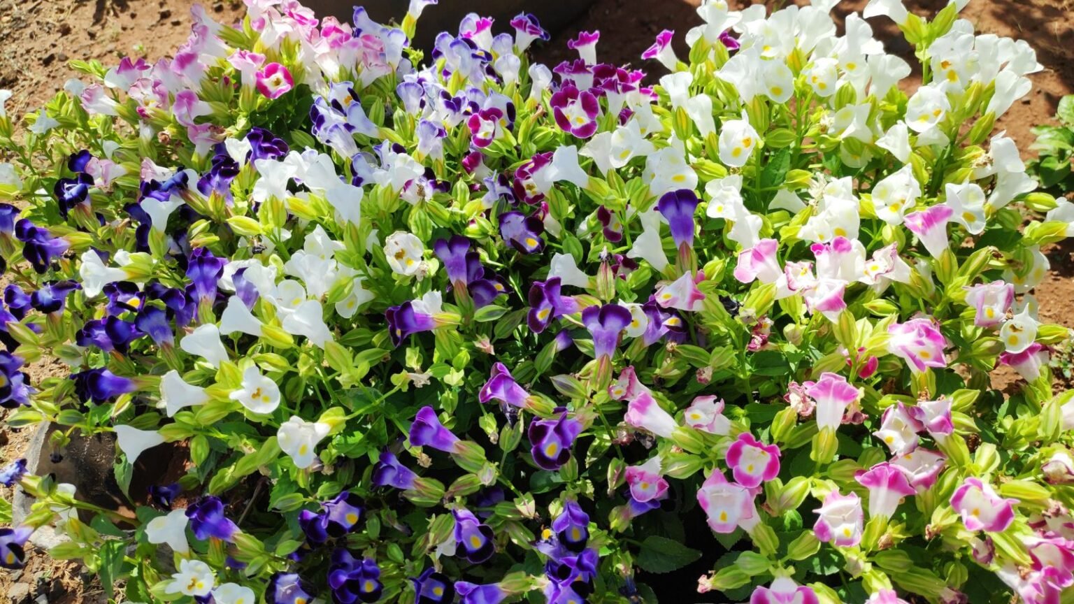 How to Plant, Grow, and Care for Torenia