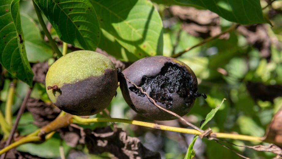 How to Plant, Grow, and Care for Black Walnut Tree