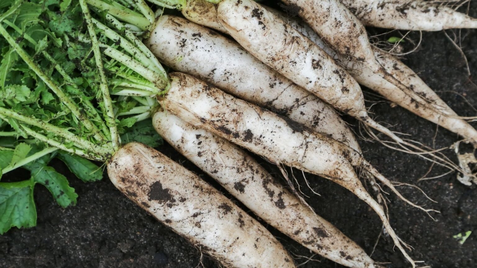 13 Delicious Root Vegetables You Should Grow This Year