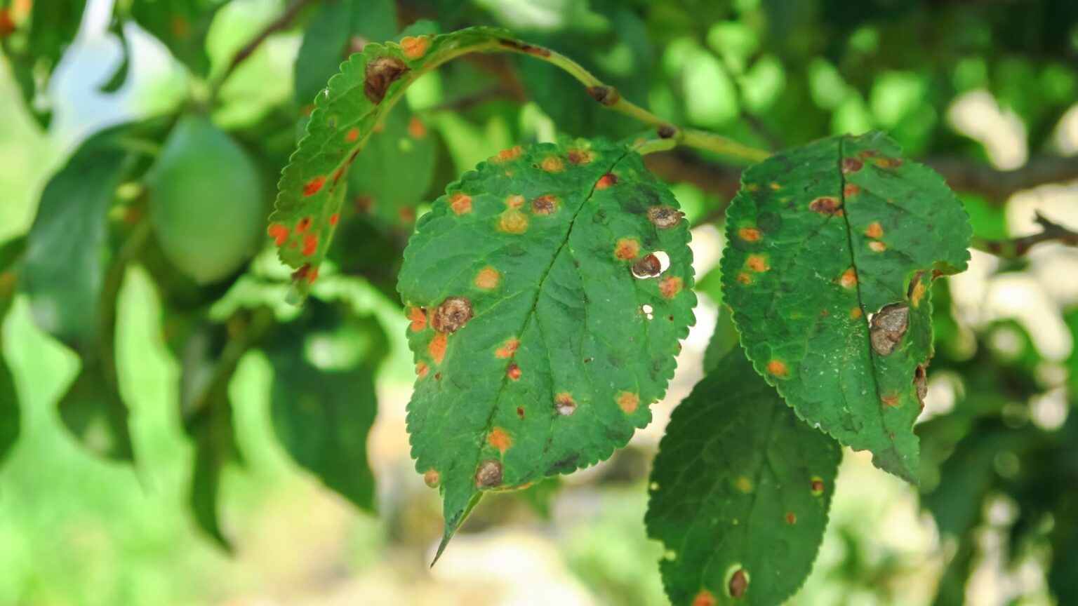15 Plum Tree Diseases To Watch Out For and How to Prevent Them