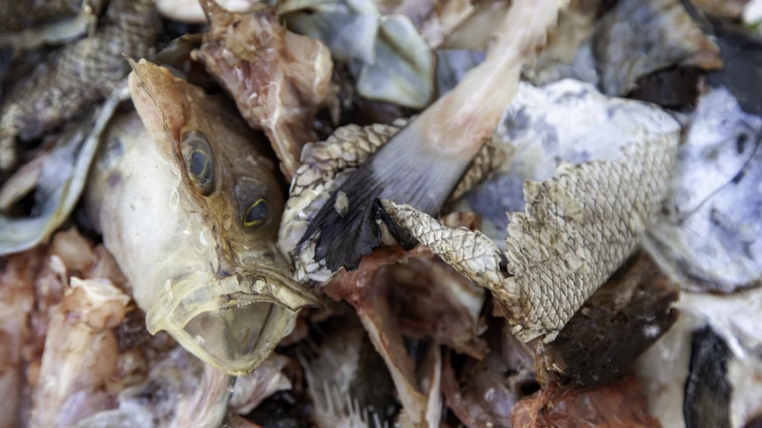 The Benefits of Fish Fertilizer and How to Use it