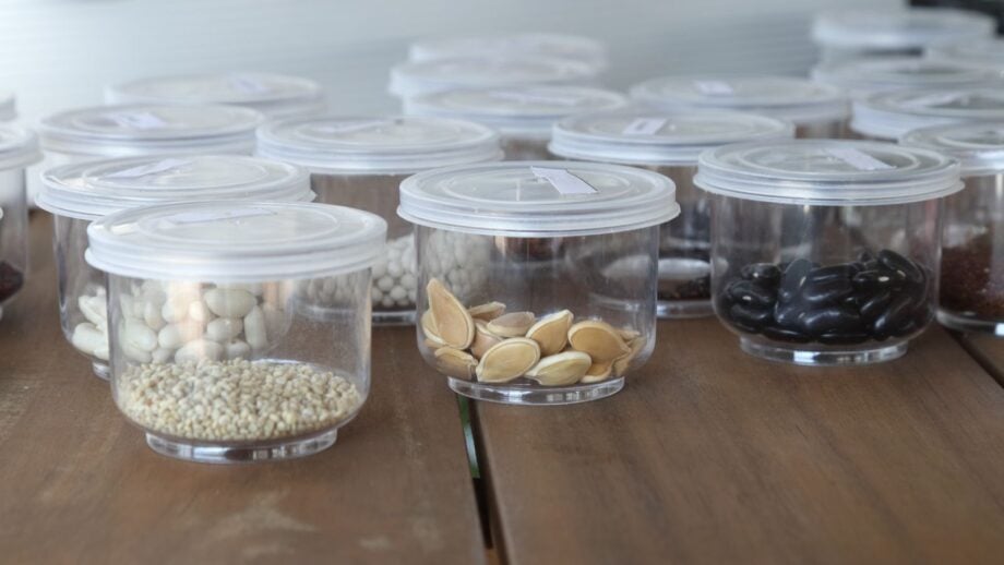 Seeds Not Germinating? 12 Reasons Why and How to Fix It