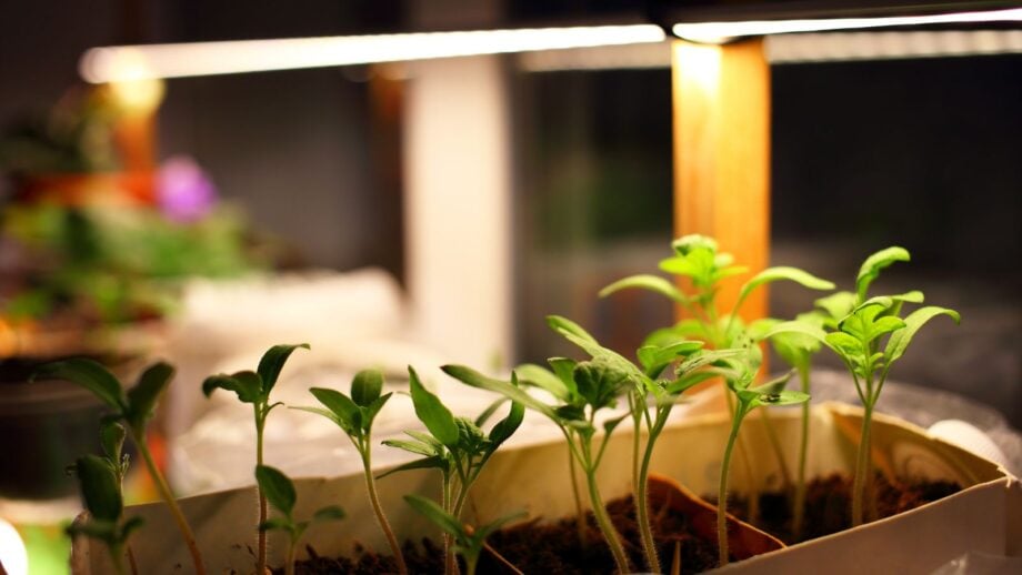 13 Black Friday Deals for Every Gardener on Your List