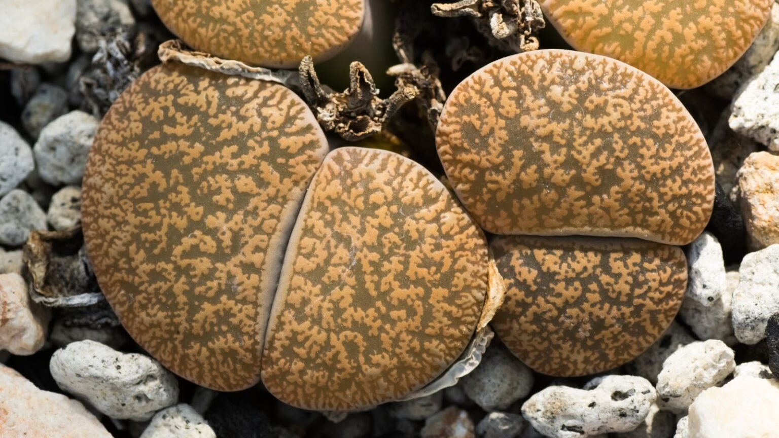 How to Plant, Grow, and Care for Lithops (Living Stone Plants)