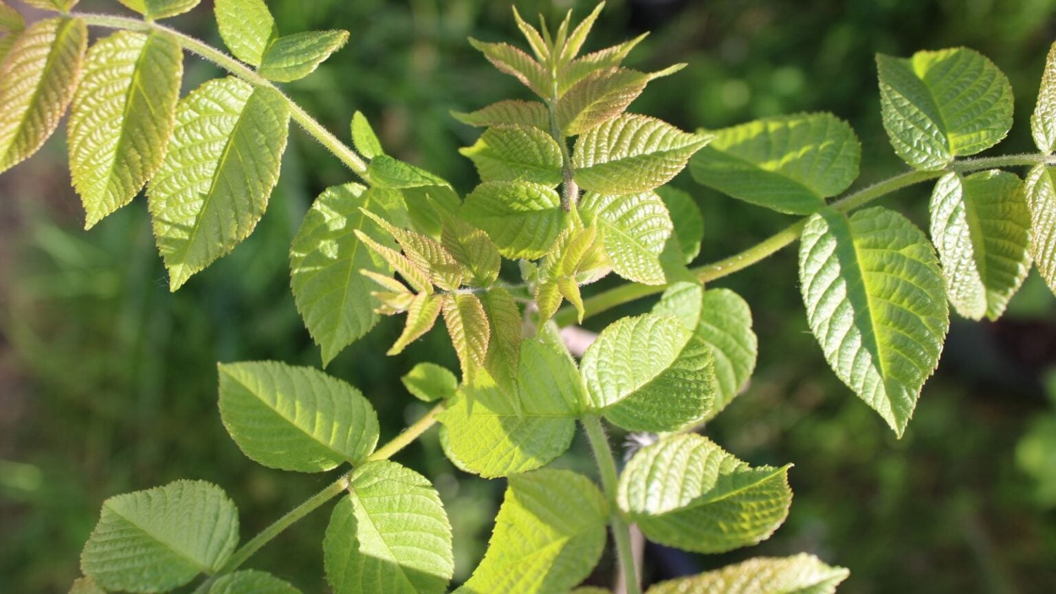How to Plant, Grow, and Care for Black Walnut Tree