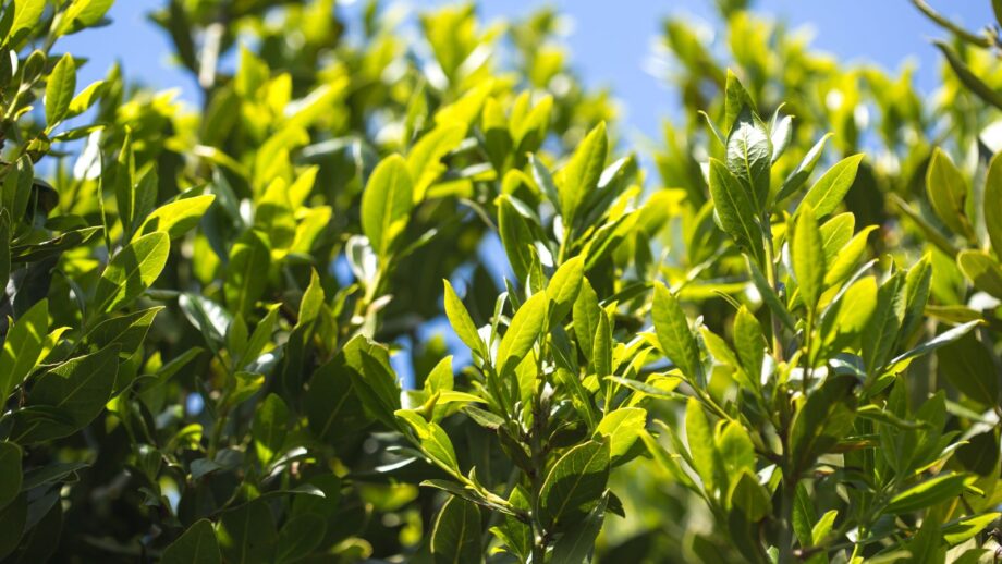 How to Plant, Grow, and Care for Bay Laurel