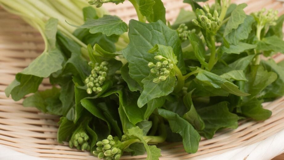 How To Plant, Grow, and Care for Wasabi