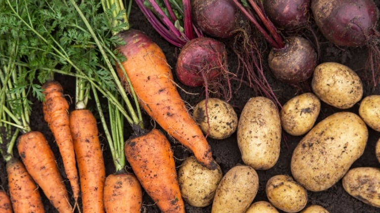 13 Delicious Root Vegetables You Should Grow This Year