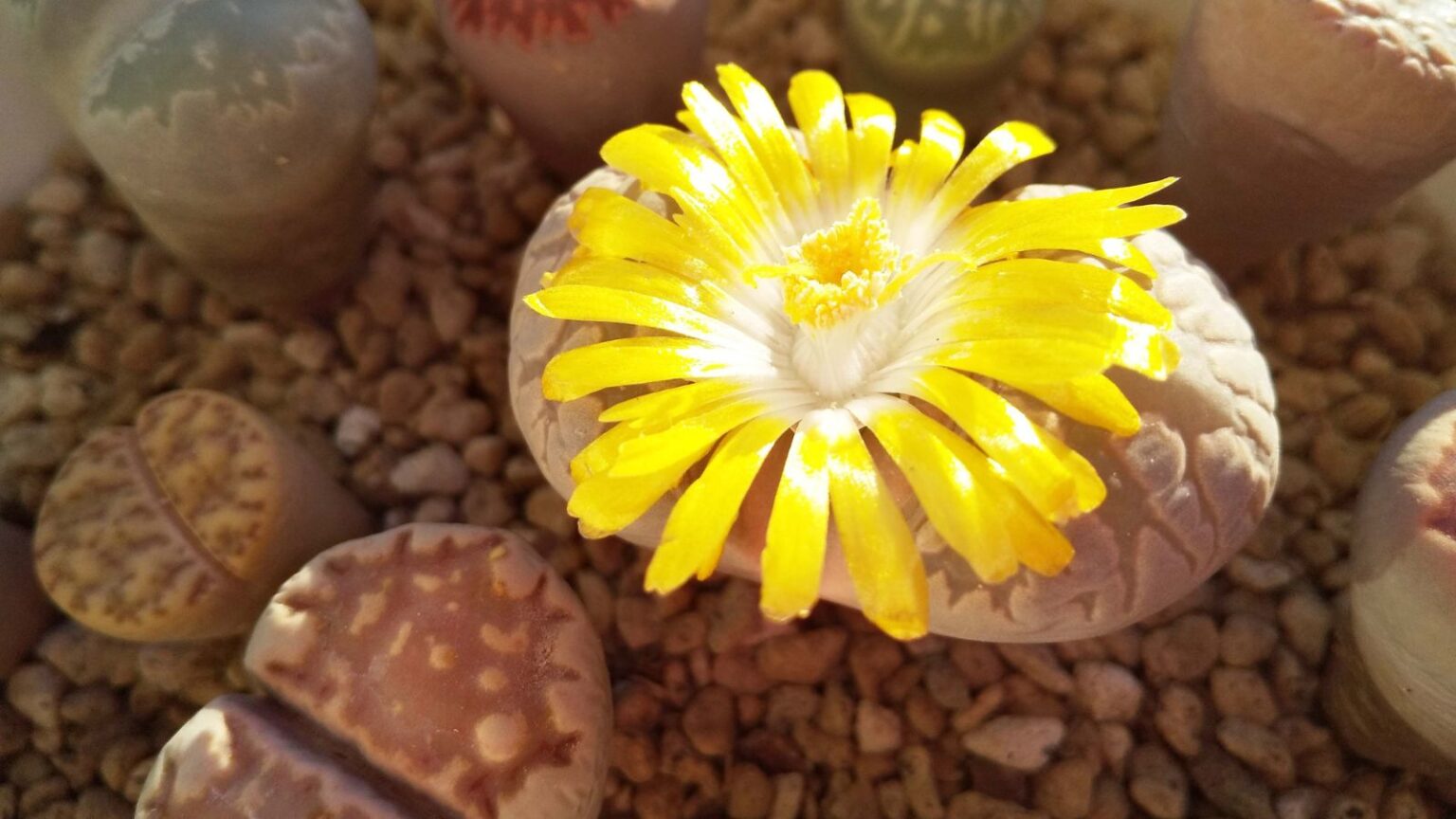 How to Plant, Grow, and Care for Lithops (Living Stone Plants)