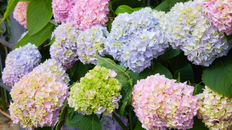 17 Best Varieties of Reblooming Hydrangeas You Can Plant Now