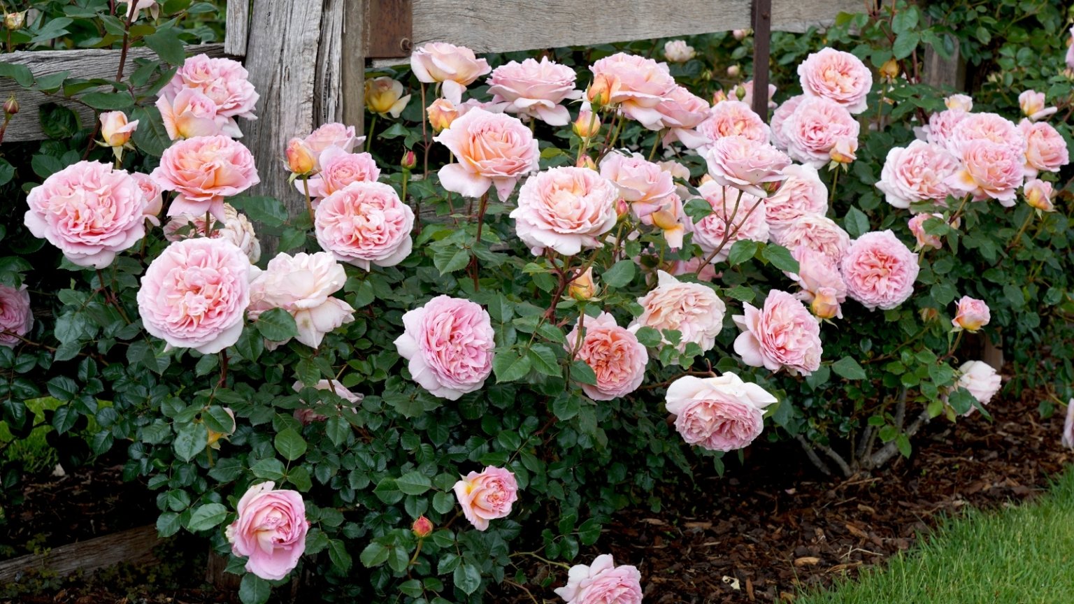Our 13 Favorite David Austin Roses For Home Gardens