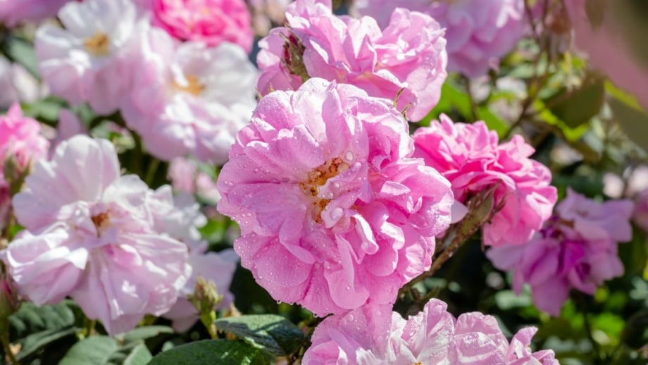 How to Plant, Grow, and Care For Autumn Damask Roses